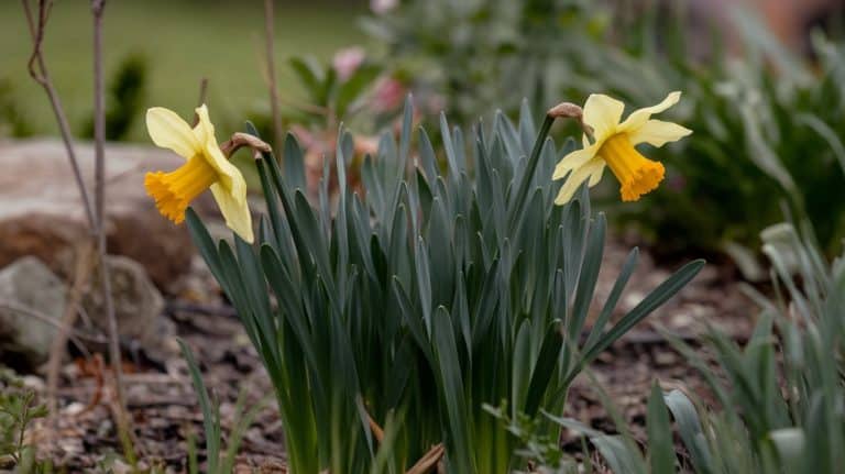 Why Are My Daffodils Blind? Causes And Fixes - Stewart Milne Homes