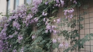 13 Fast-Growing Evergreen Climbers For Year-Round Screening - Stewart ...