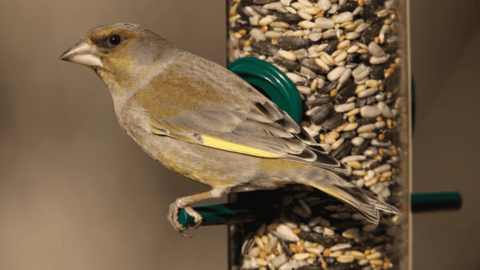 British Garden Birds: Identify The Common Species - Stewart Milne Homes