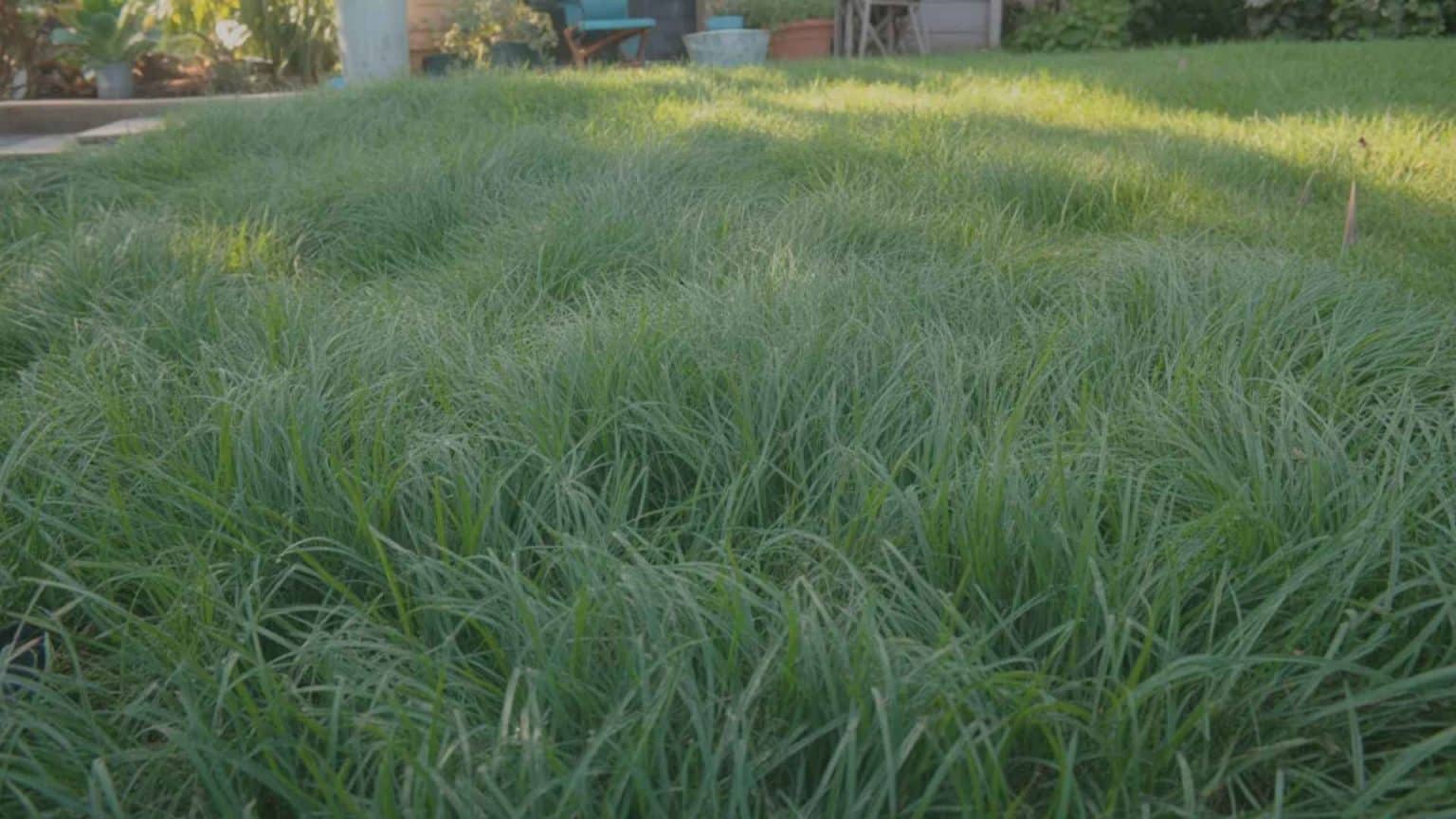 14 Types of Grass for Every Lawn and Climate - Stewart Milne Homes