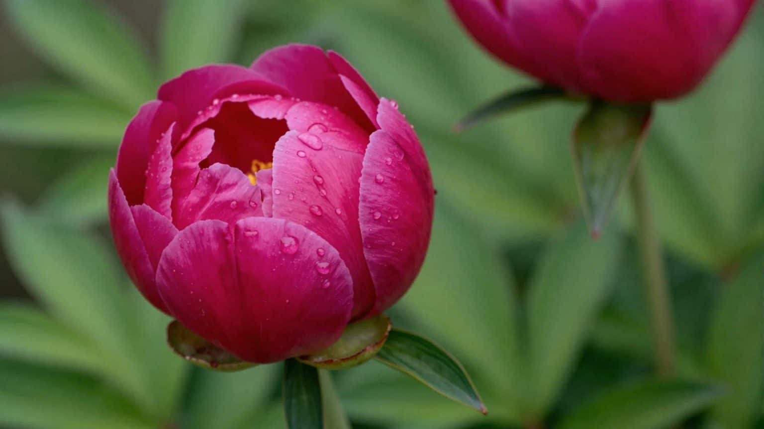 When Do Peonies Bloom? Timing and Tips - Stewart Milne Homes