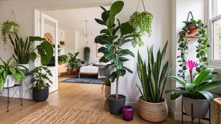 Air Purifying Plants: Top 13 Picks for Healthier Spaces